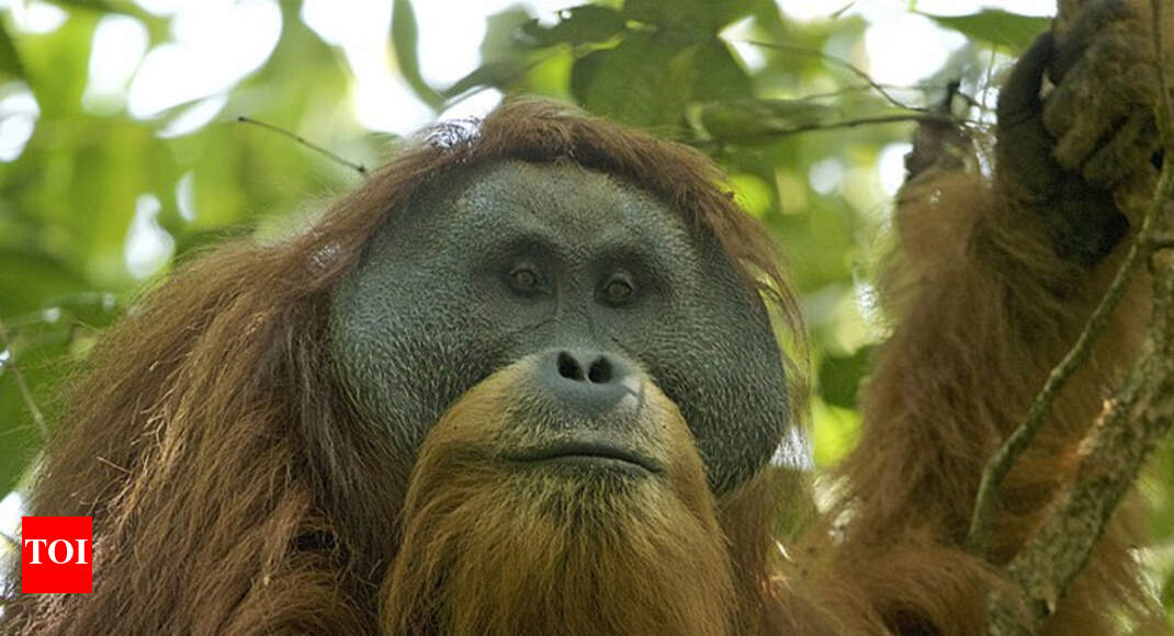 'World's rarest ape on the edge of extinction' | India News - Times of ...