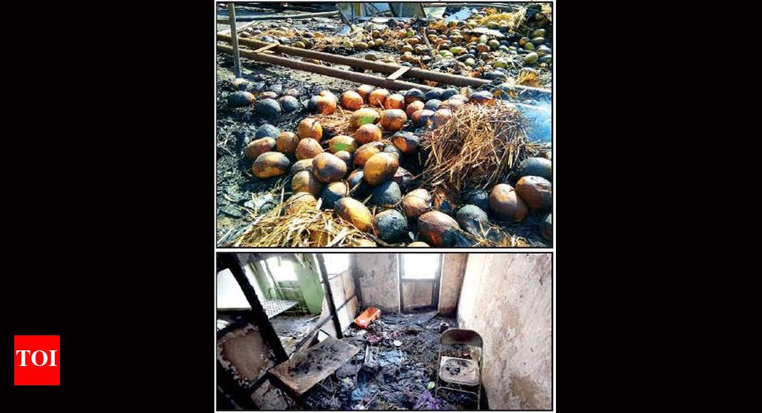 Blaze damages 63 mango festival stalls, destroys fruits worth Rs 1cr ...