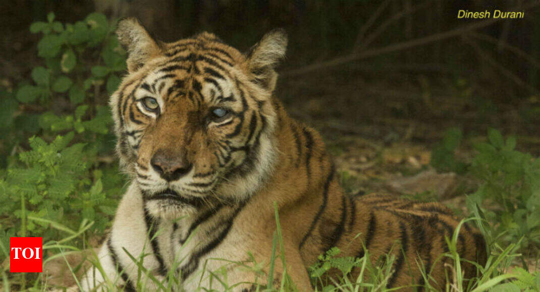 Machli: An extraordinary life of a tigress in the wild | India News ...