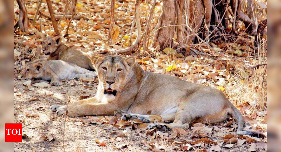 Lion Conservation: Red tape traps plan to save lions | Ahmedabad News ...