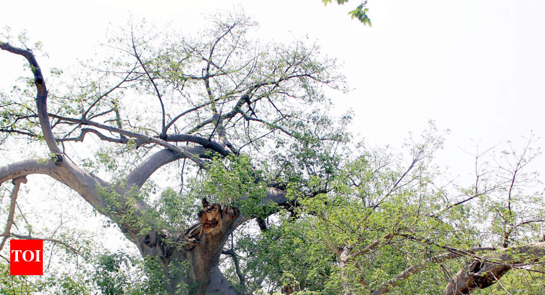 rural tree count: 62% of trees in rural Gujarat are scattered ...