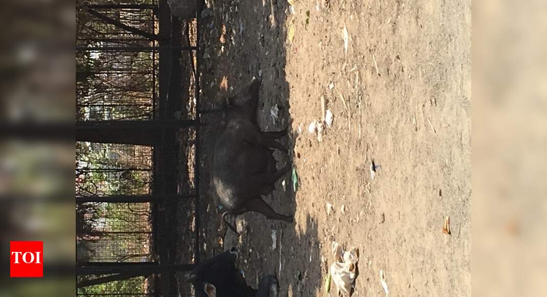 Pig menace in and around Bank Colony - Times of India