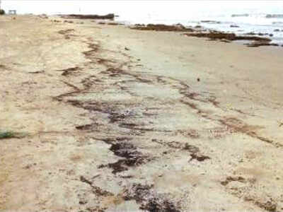 Blobs of tar continue to wash up on few beaches | Goa News - Times of India