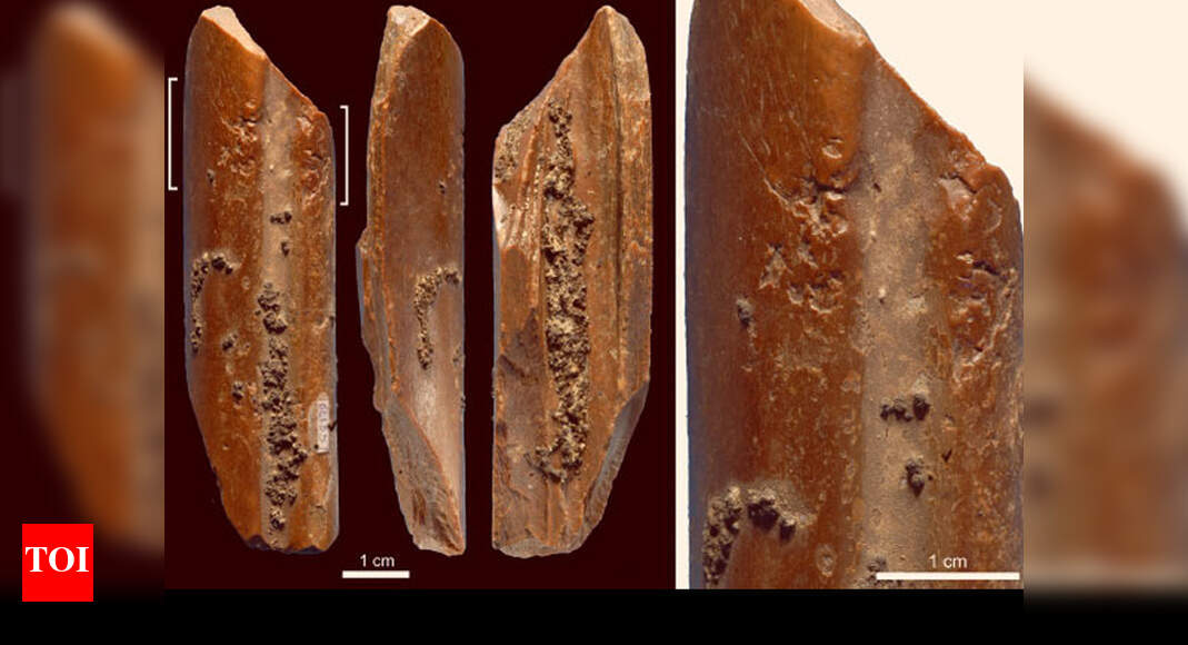 Archaeologists find China's oldest bone tools - Times of India