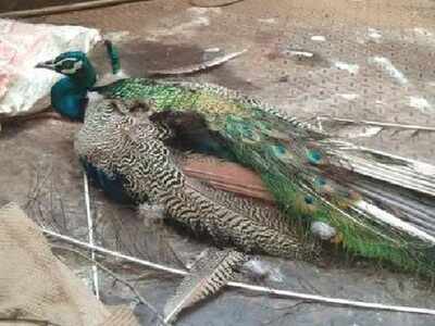 Gurgaon Peacock Death: 5 peacocks found dead, 15 unwell, officials ...