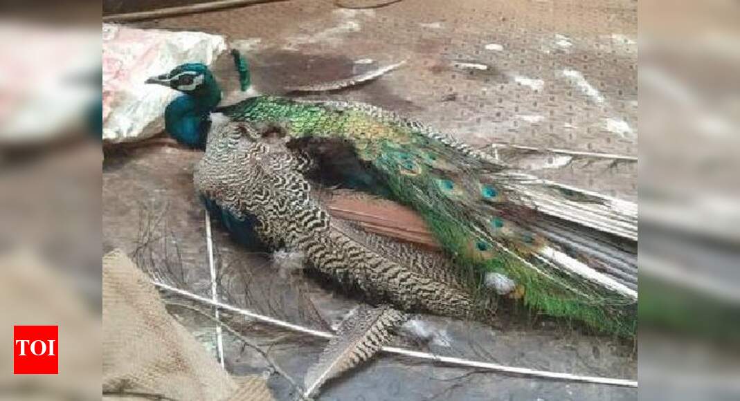 Gurgaon Peacock Death: 5 peacocks found dead, 15 unwell, officials ...
