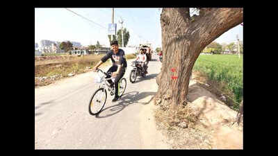 Killer trees barricading Zirakpur roads | Chandigarh News - Times of India