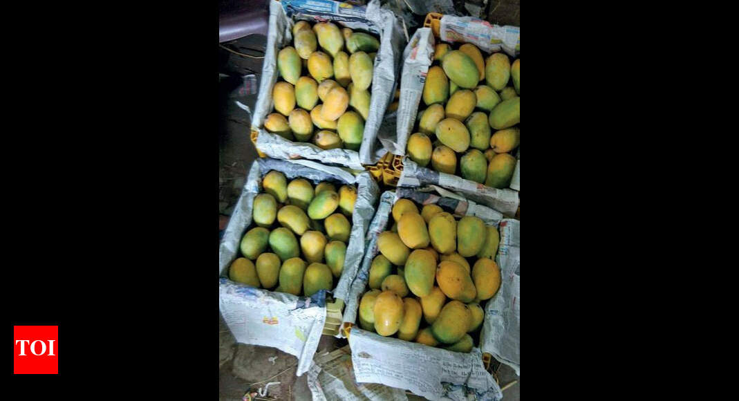 VMC destroys 1,200 kg mangoes | Vadodara News - Times of India