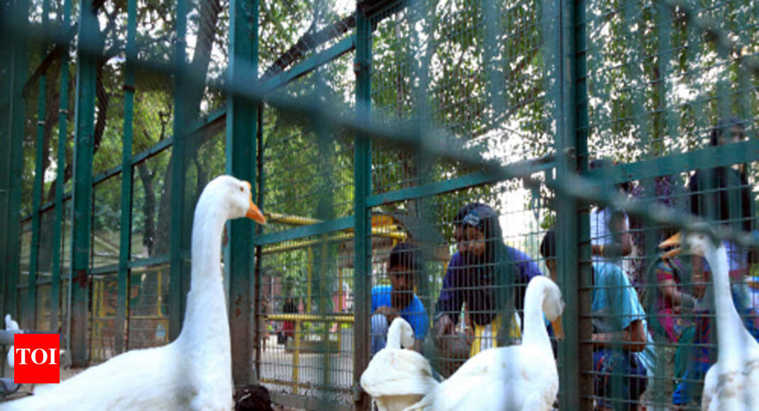 Zoo: Coimbatore zoo to get a makeover | Coimbatore News - Times of India