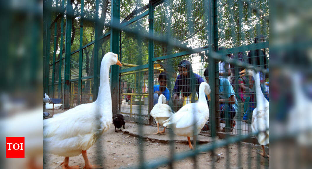 Zoo: Coimbatore zoo to get a makeover | Coimbatore News - Times of India