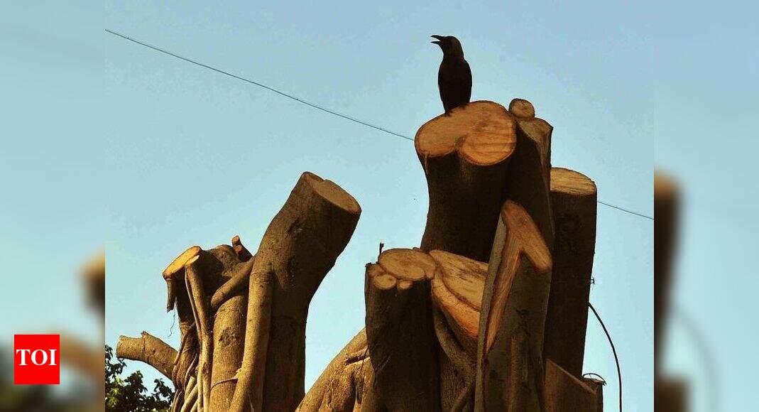 Crows have become a rare sight in Bengaluru... - Times of India