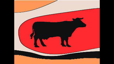 Government collects Rs 15 crore as cow cess but cattle roam free ...