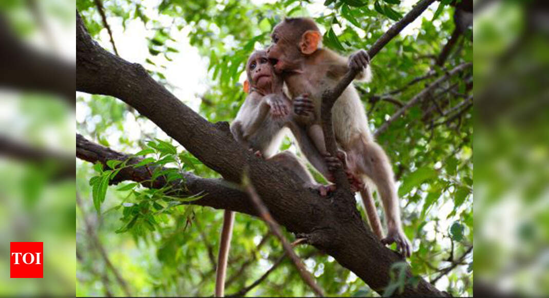 Mathura: Mathura team helps catch monkeys in Muzaffarnagar | Meerut ...