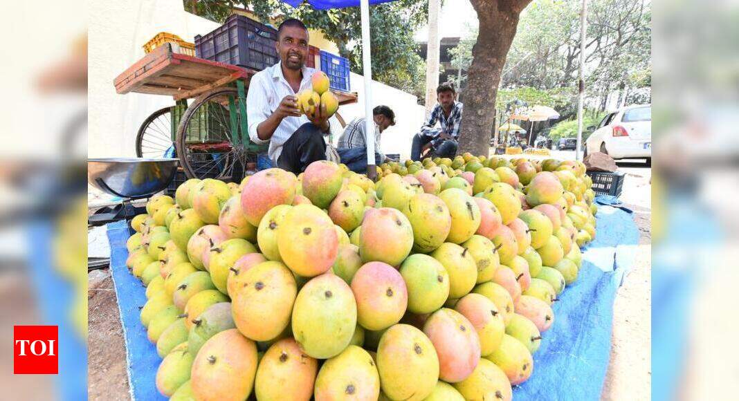 MANGO QUALITY: Rain hits mango quality, prices crash | Mysuru News ...