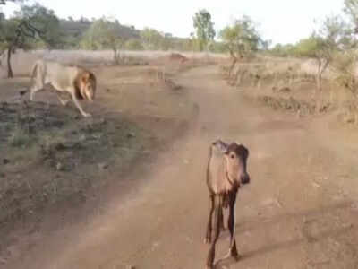 Another ‘lion with live bait’ video goes viral | Ahmedabad News - Times ...