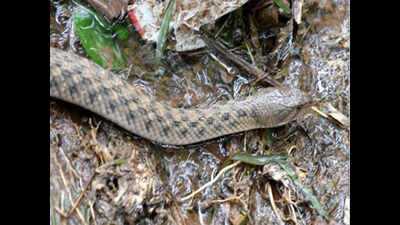 Traffic Jam: Snake leads to traffic jam | Bengaluru News - Times of India