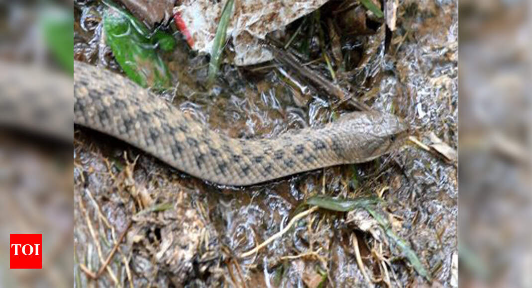 Traffic Jam: Snake leads to traffic jam | Bengaluru News - Times of India