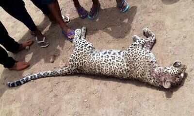 Leopard killed in fight with another in Aravalis | Gurgaon News - Times ...