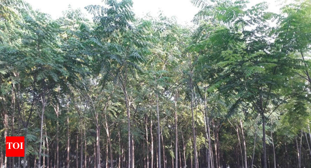 This tree could bring down ‘Made in Gujarat’ home furniture cost by 30% ...