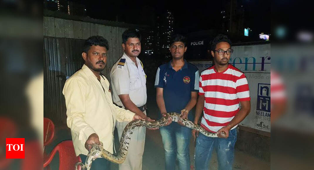 Mumbai: Asian palm civet, pythons rescued by activists | Mumbai News ...