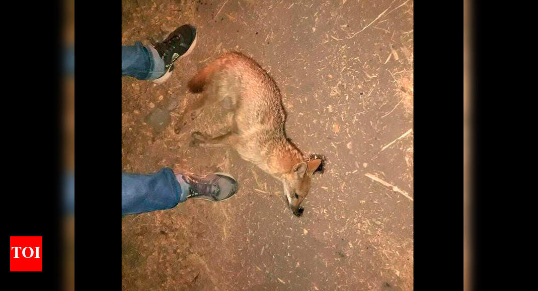 Rabid fox attacks five in Gujarat's Una village | Rajkot News - Times ...