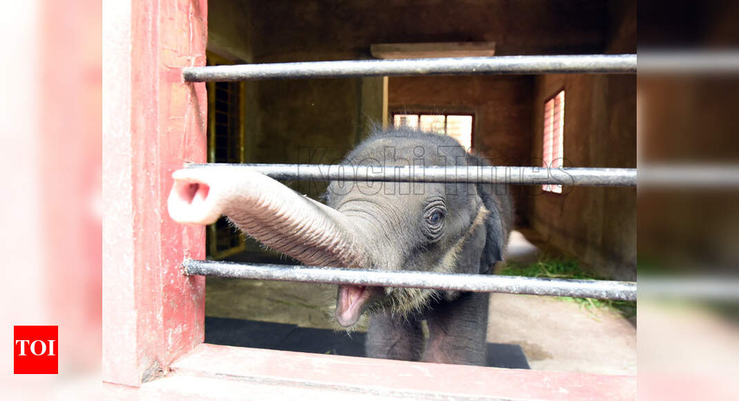 From the forests to Munnar town to Kottoor elephant camp: The journey ...