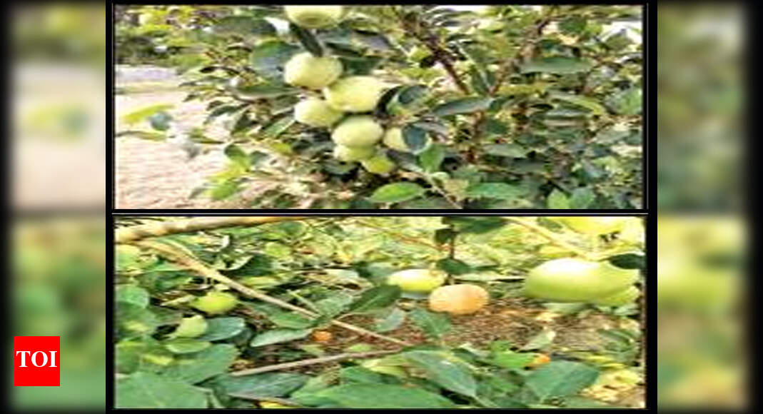Apple From Punjab Set To Enter Market: Apple from Punjab set to enter ...