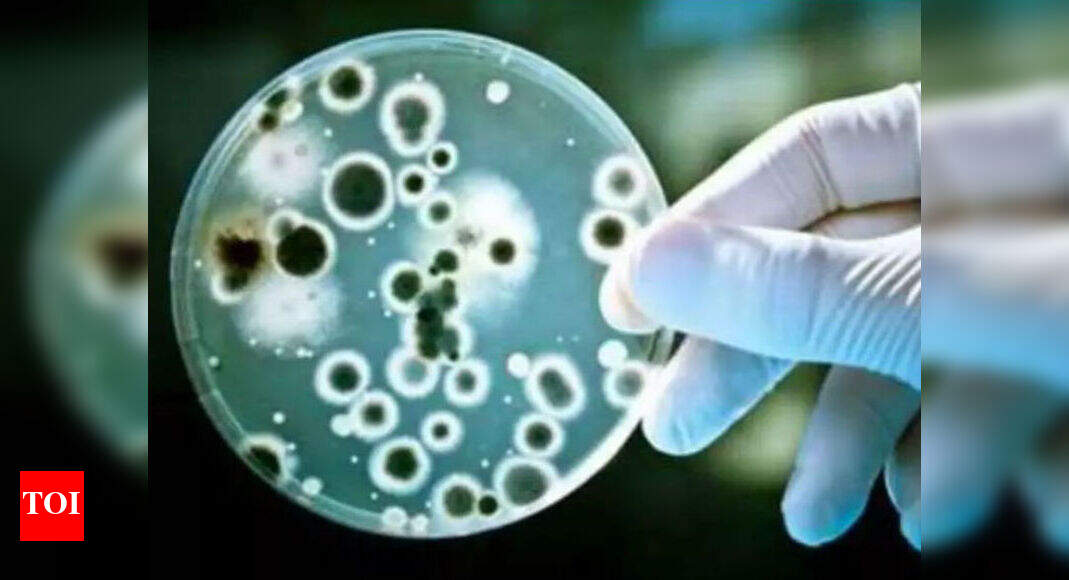Novel bacteria can turn plants into valuable chemicals - Times of India