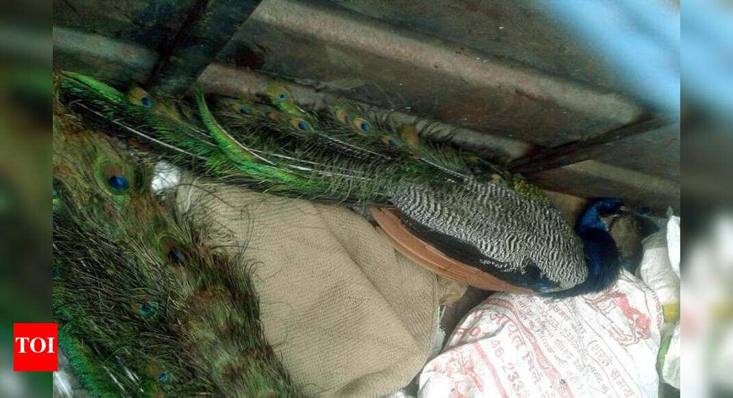 12 peacocks dead in 10 days, authorities baffled | Gurgaon News - Times ...