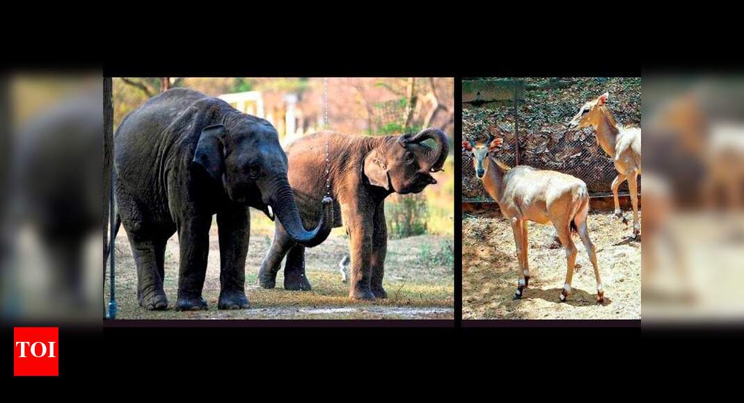 Clock ticks, parasites too, for zoo animals in cages: Study | Chennai ...