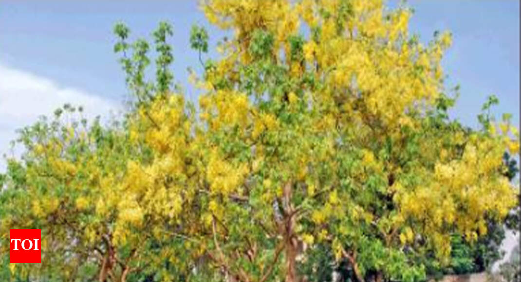 Myriad colours of amaltas, gulmohar trees set summer sky ablaze ...
