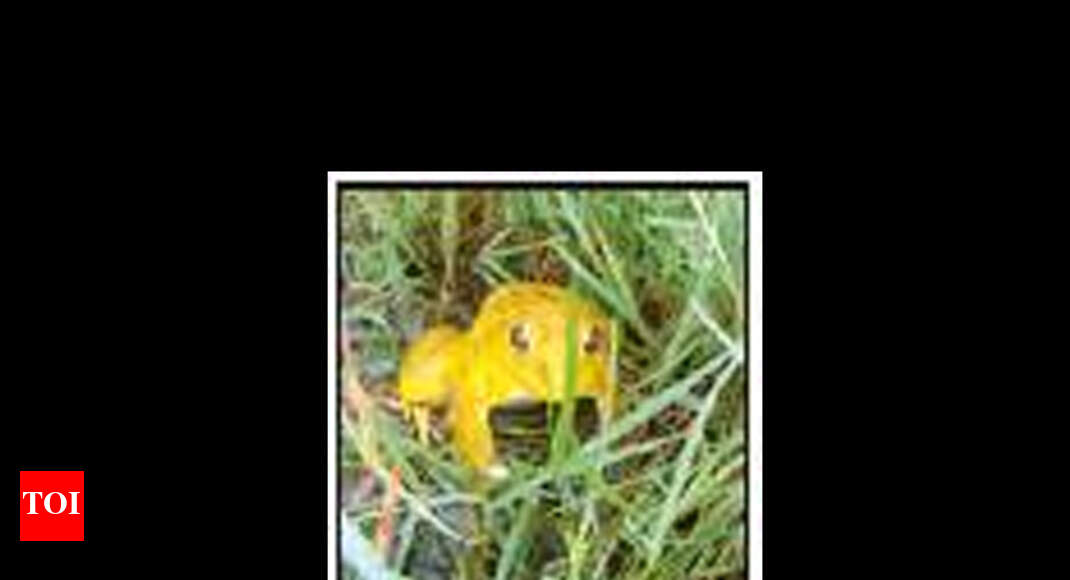 Call to stop killing yellow frogs | Kochi News - Times of India