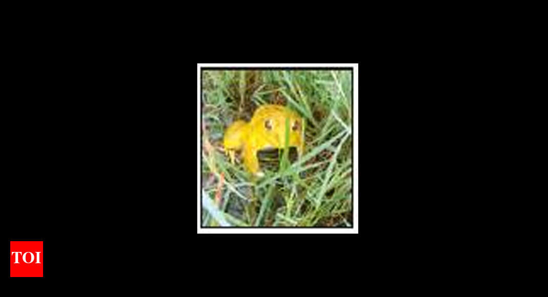 Call to stop killing yellow frogs | Kochi News - Times of India