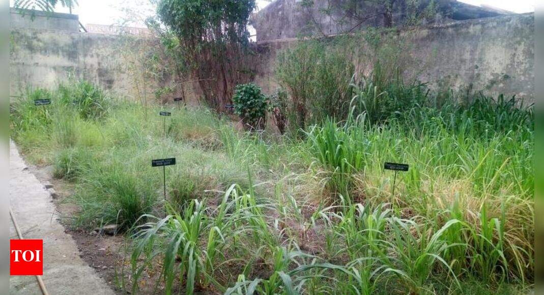 In a first in district, Ladgaon veterinary dispensary promotes ‘fodder ...