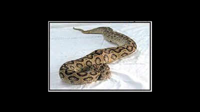 Russell: Injured Russell’s viper on way to recovery after surgery in ...