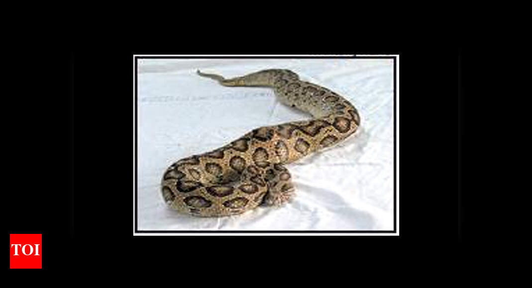 Russell: Injured Russell’s viper on way to recovery after surgery in ...