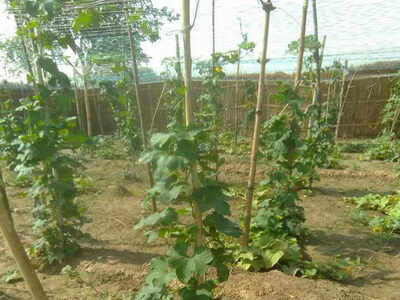 Women script success story through multi-layer farming | Allahabad News ...