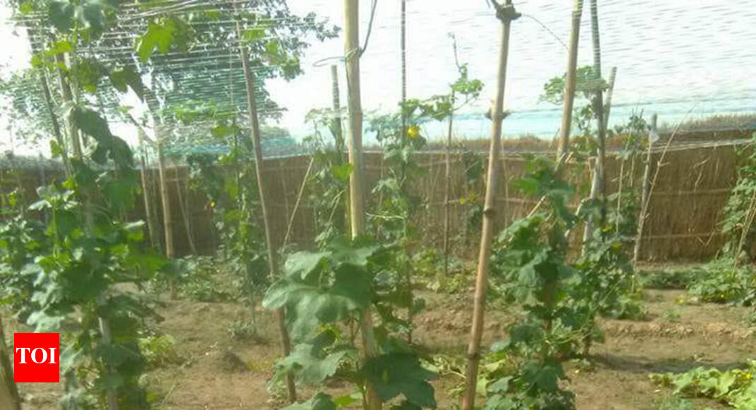 Women script success story through multi-layer farming | Allahabad News ...