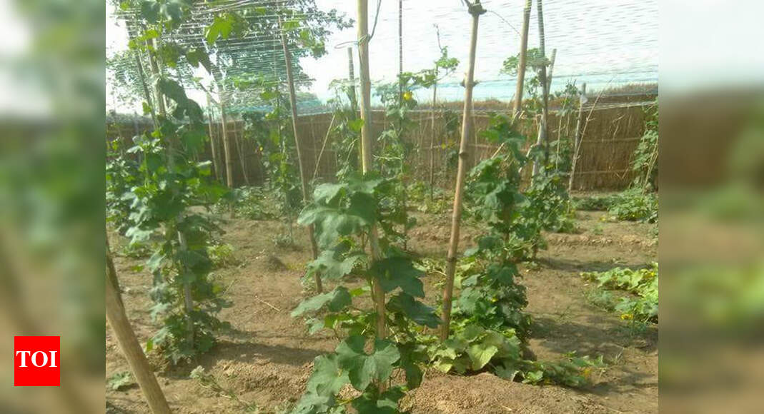 Women script success story through multi-layer farming | Prayagraj News ...