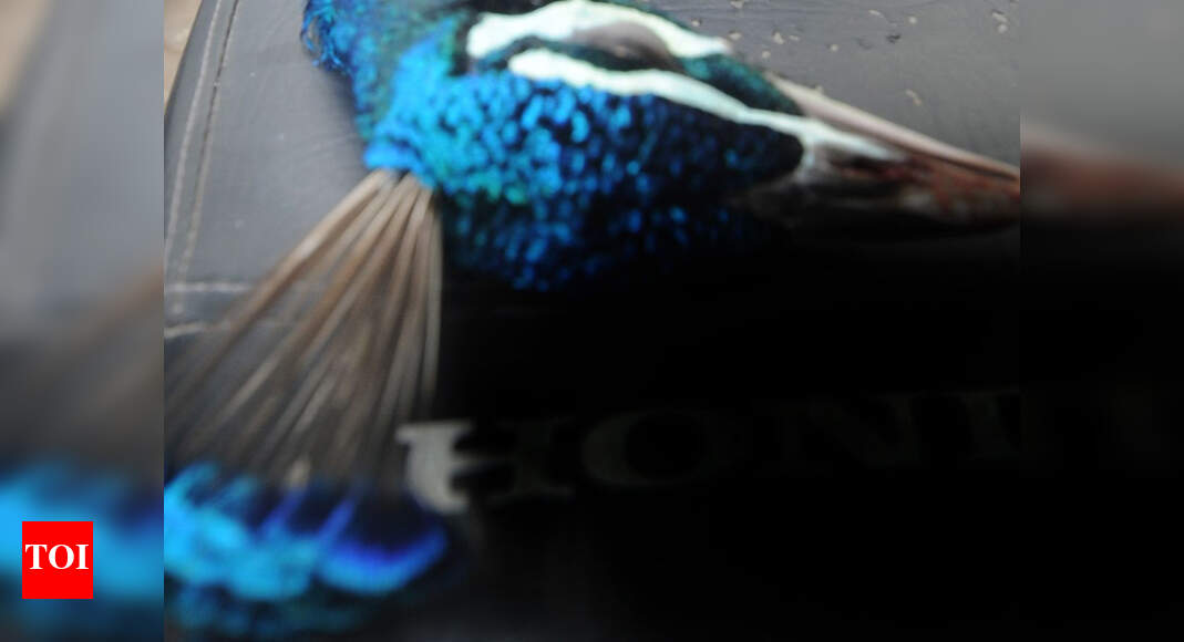 23 peafowl found dead in Banswara | Jaipur News - Times of India