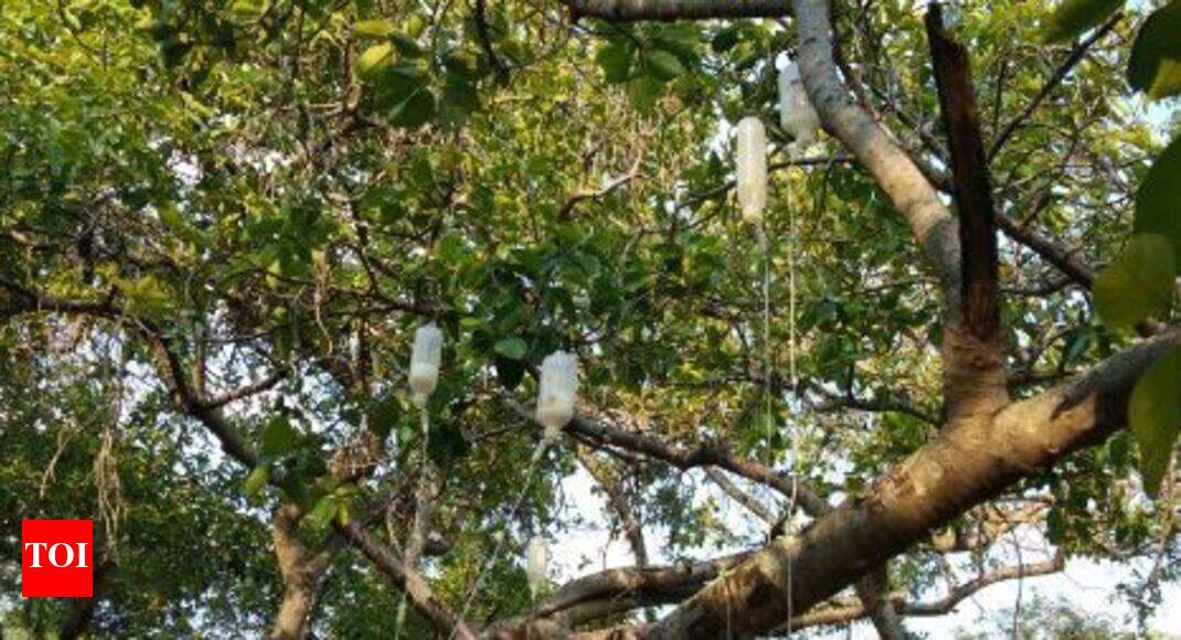 Pillalamarri, the great banyan tree in Telangana, is on deathbed ...