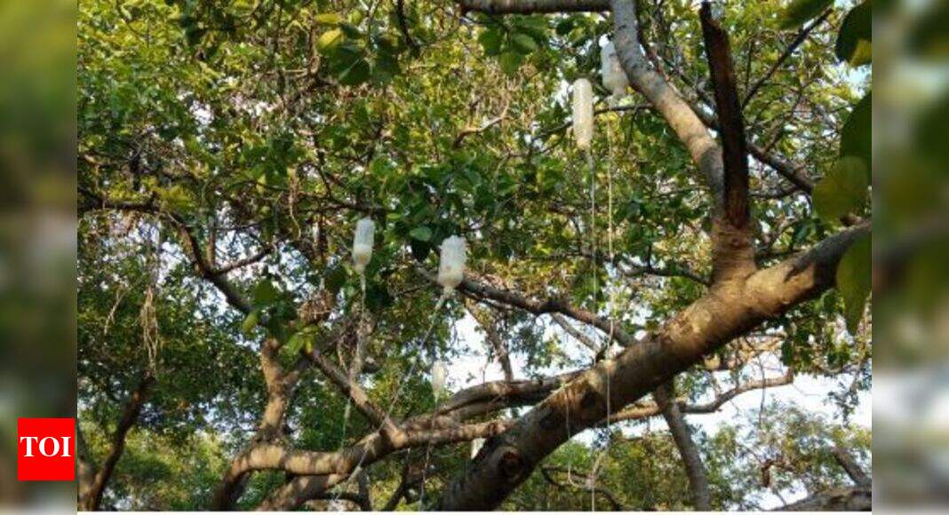 Pillalamarri, the great banyan tree in Telangana, is on deathbed ...