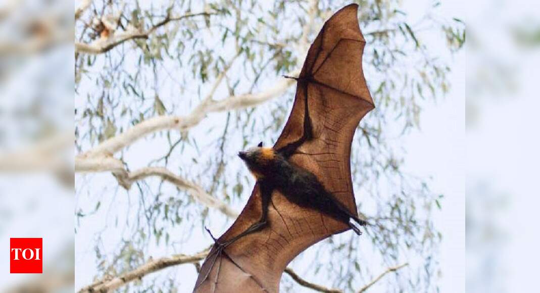 West Bengal: Nipah Virus scare: West Bengal on high alert | Kolkata ... West Bengal: Nipah Virus scare: West Bengal on high alert | Kolkata ...