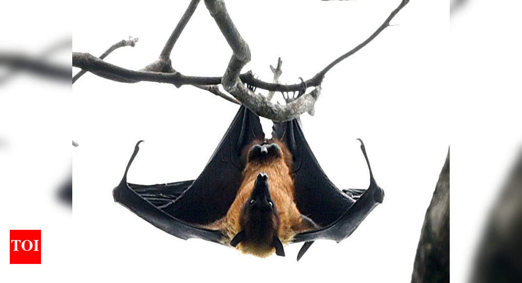 No scientific proof on role of bats in spreading Nipah virus ...