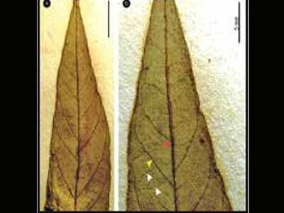 New finding turns sweet potato tastier | Lucknow News - Times of India