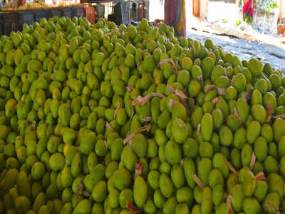 Indo-Israeli tie-up increases mango produce in Kolar | Bengaluru News ...