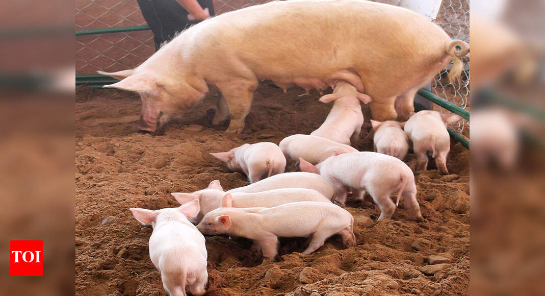 Hubballi-Dharwad: Authorities set to round up stray pigs in Hubballi ...