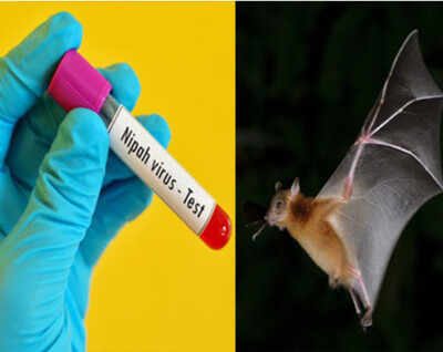 Bat samples test negative | Kozhikode News - Times of India