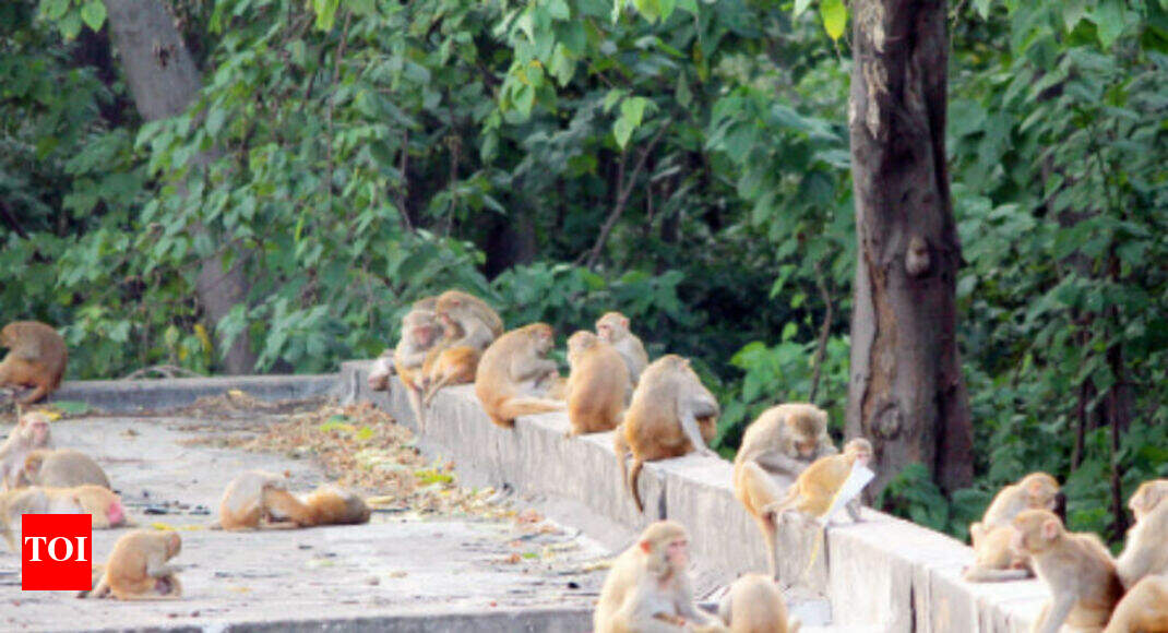 UP mantri: Govt can’t do much if monkeys attack people at home | India ...