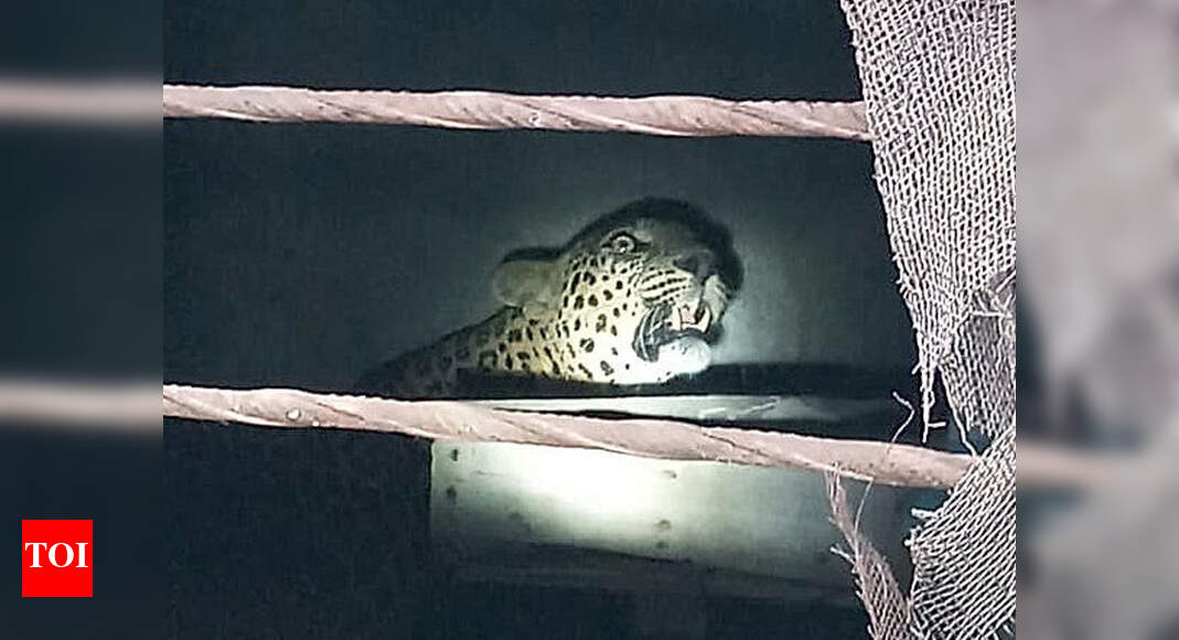 60-year-old fights off leopard to save 75-year-old in Karnataka ...